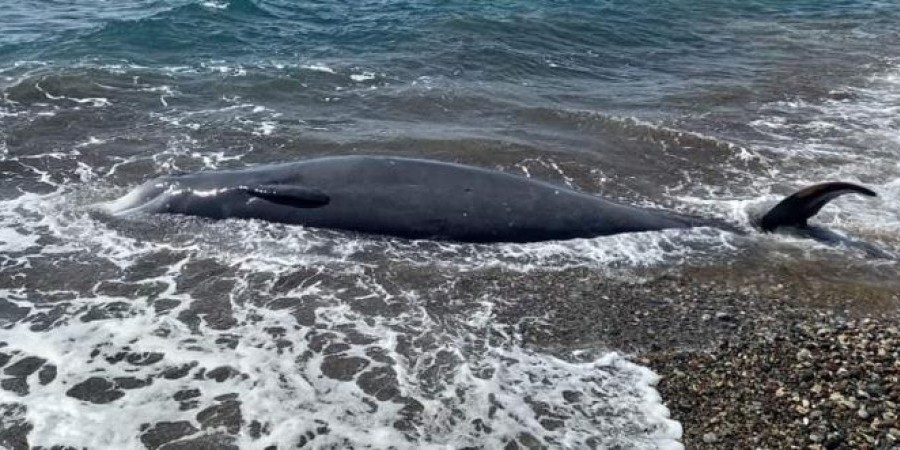 A dead dolphin washed up on the beach of Mantria – Famagusta News